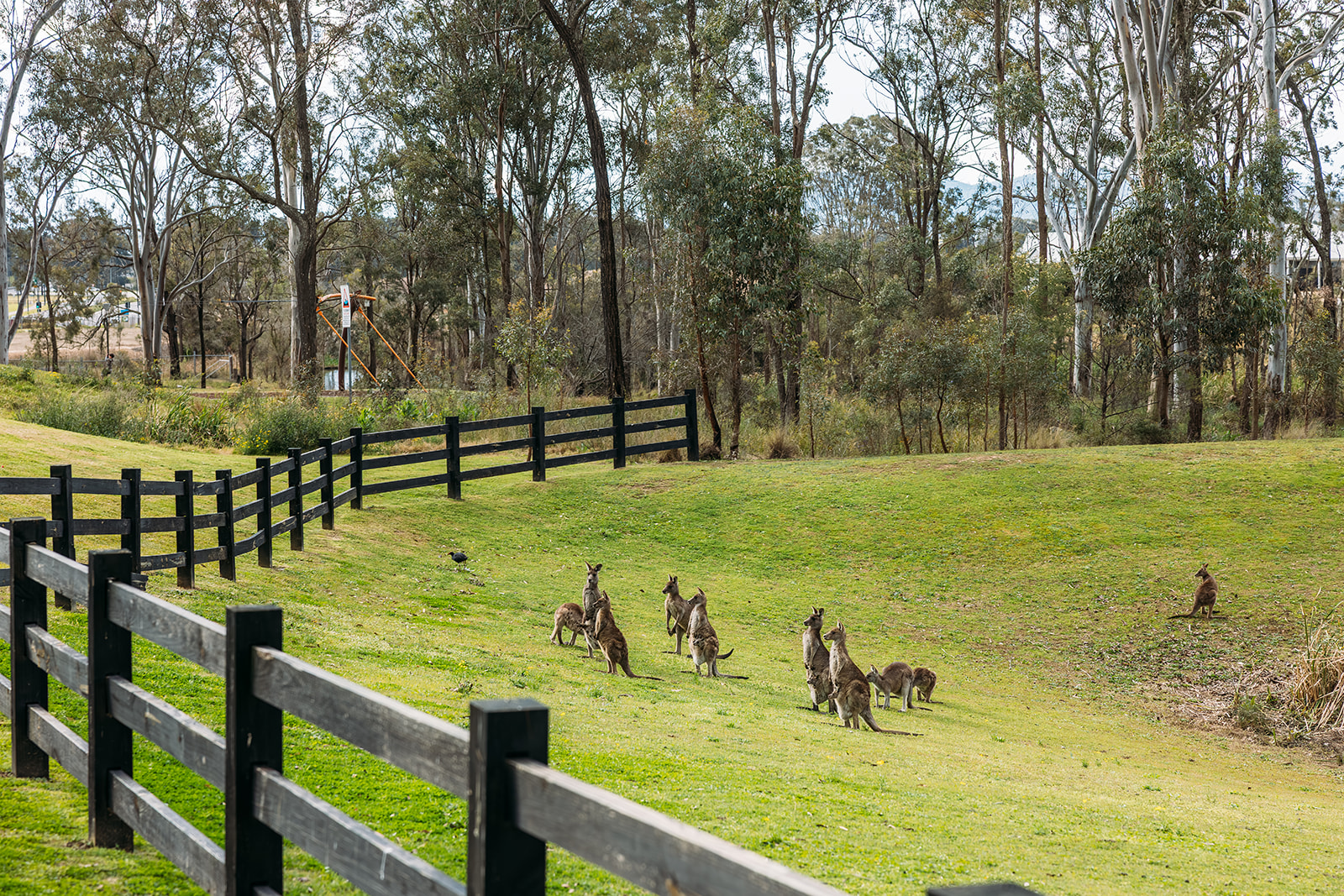 Lot | Huntlee Land & Home For Sale in Hunter Valley NSW